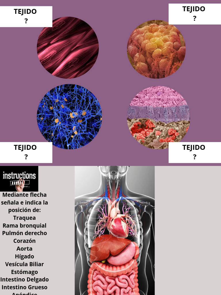 Copia de ACTIVIDAD TEJIDOS, APARATOS Y SISTEMAS | PDF Copia de ACTIVIDAD TEJIDOS, APARATOS Y SISTEMAS | PDF