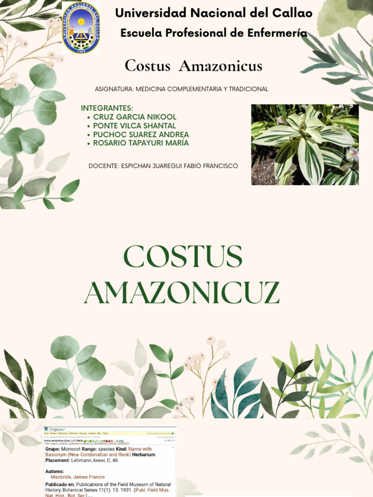 Medicina T - Sem 03 - Trabajo 01 - Costus Amazonicus | PDF | Los ...