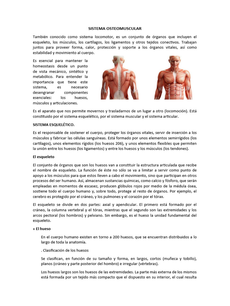 Funciones del Sistema Osteomuscular | PDF | Músculo esquelético | Esqueleto