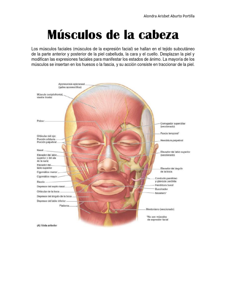 Músculos de La Cabeza | Descargar gratis PDF | Rasgos faciales | Morfología (biología)