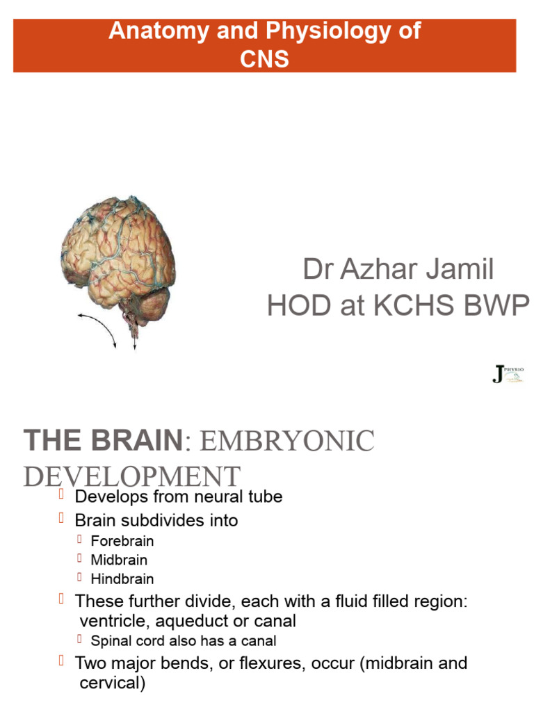 Anatomy & Physiology of CNS | PDF | Spinal Cord | Cerebrospinal Fluid