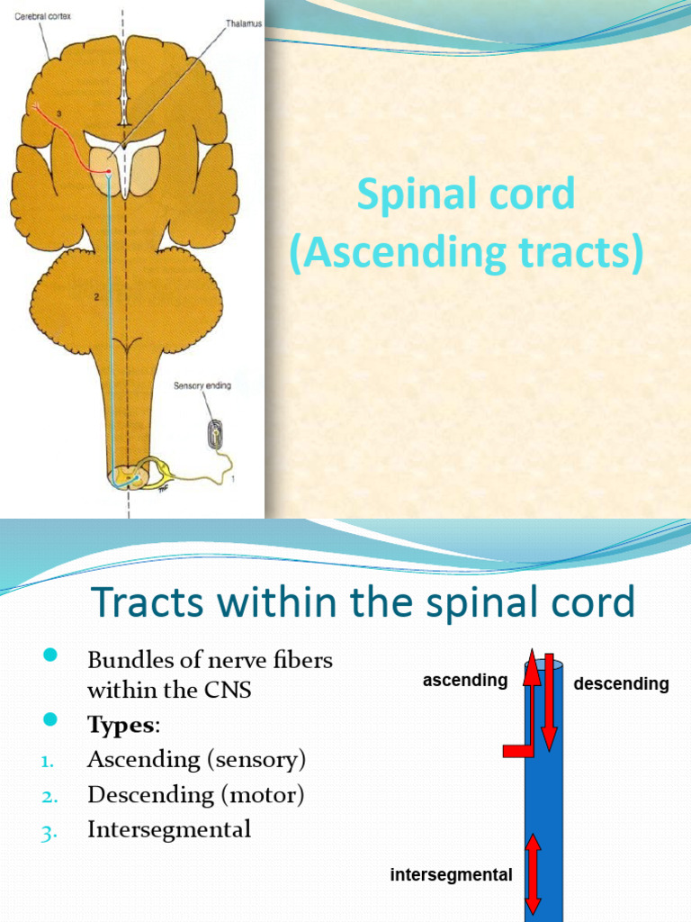 Ascending Tracts | PDF | Spinal Cord | Brain