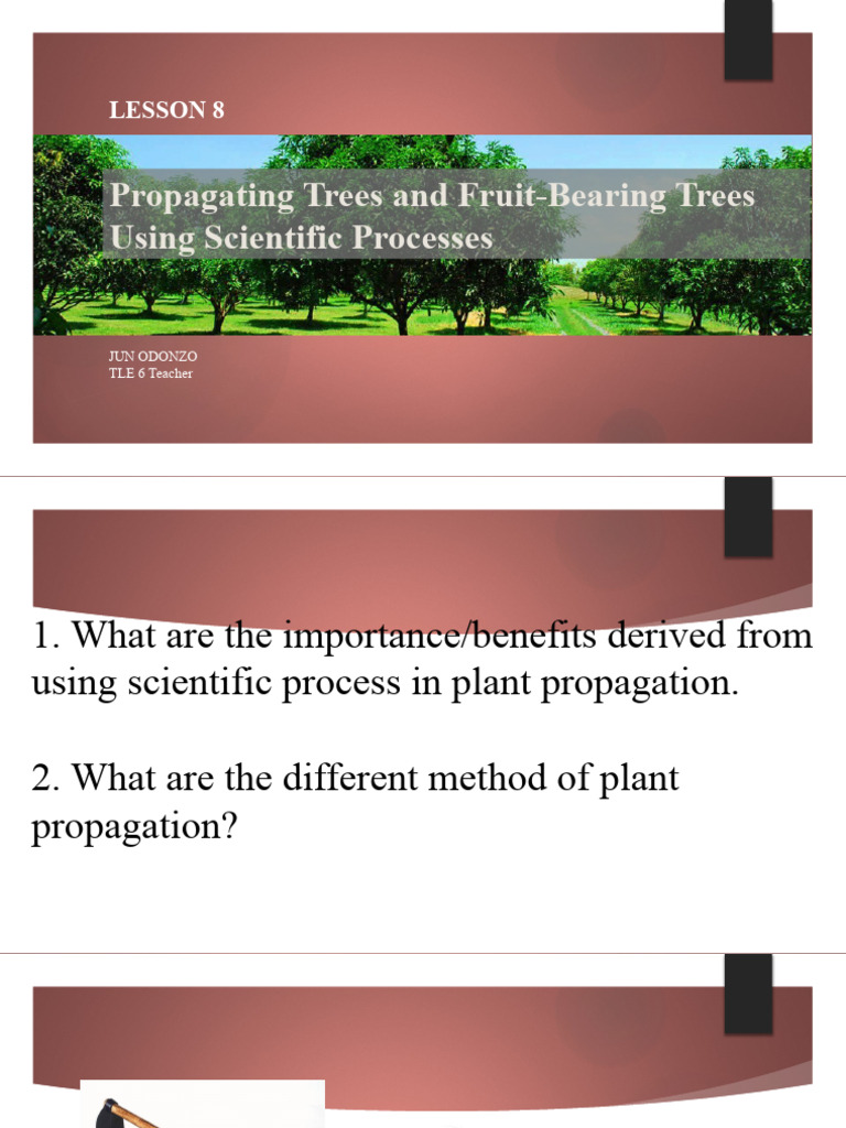 Tree Propagation Techniques and Tools | PDF | Plants | Trees