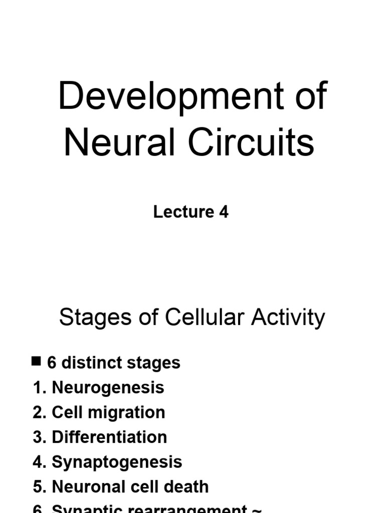 Development of Neural Circuits | PDF | Neuron | Synapse