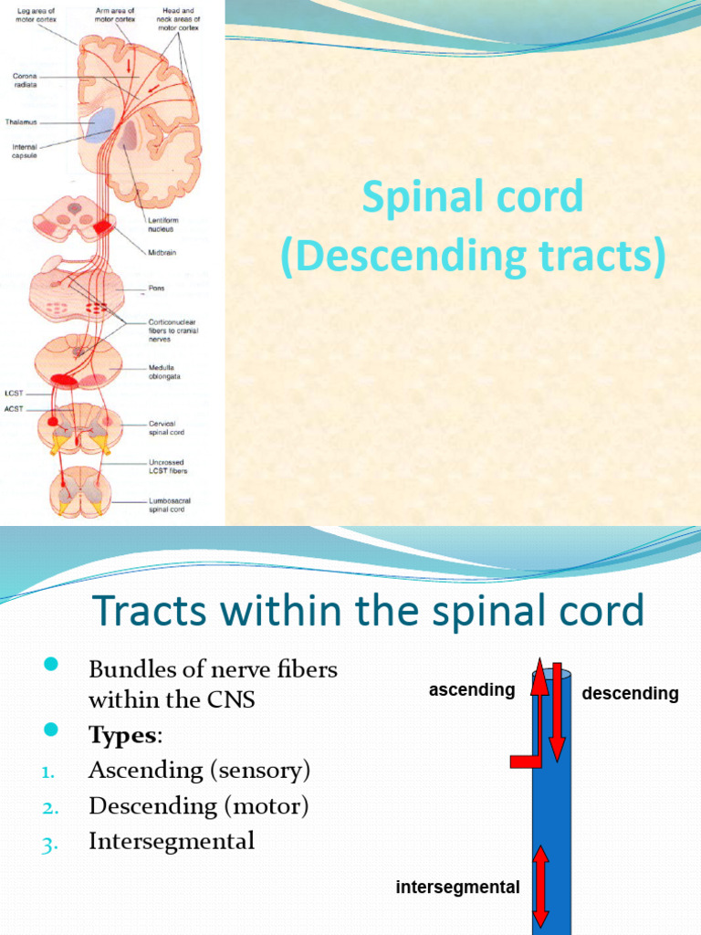 Descending Tracts | Download Free PDF | Motor Neuron | Spinal Cord
