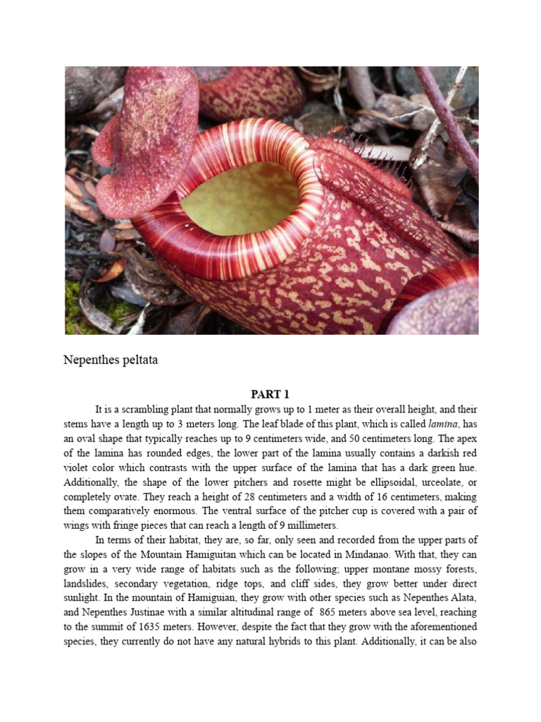 Nepenthes Peltata | PDF | Plants | Botany