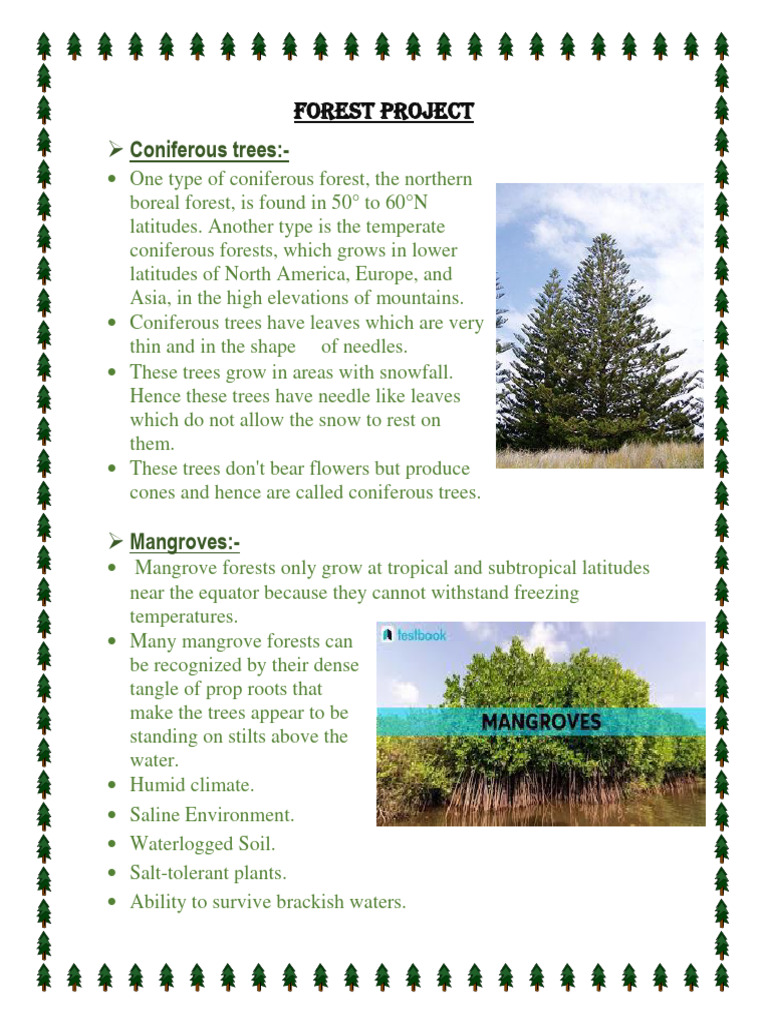 Forest Project | PDF