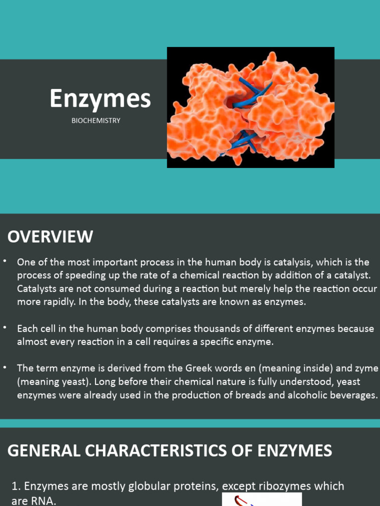Final Enzymes | PDF | Enzyme Inhibitor | Enzyme