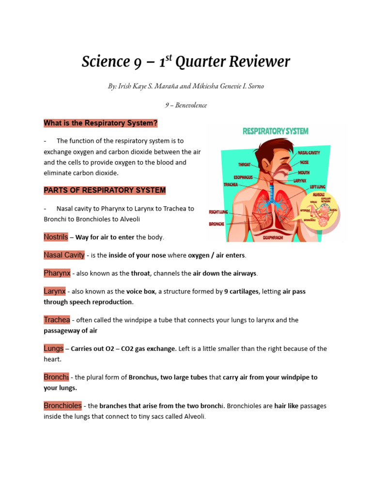 Science 9: Respiratory & Circulatory Systems | PDF | Respiratory Tract ...