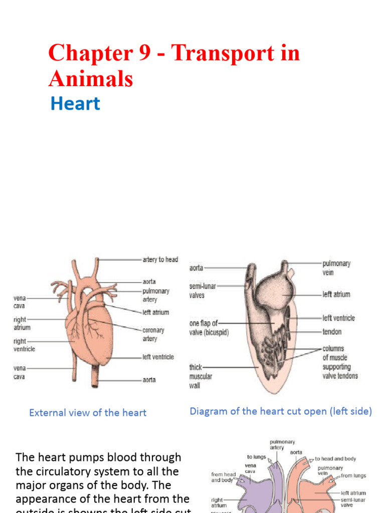 Heart | PDF | Atrium (Heart) | Heart Valve