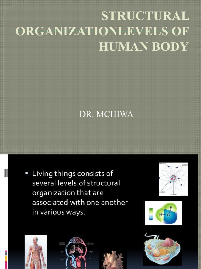 2.levels of Structural Organization | PDF