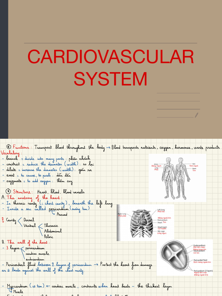 Cardiovascular System | PDF