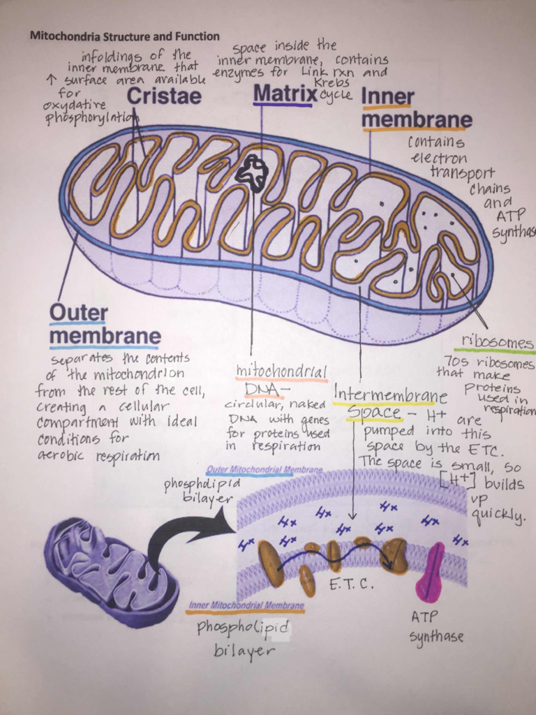 Mitochondria | PDF