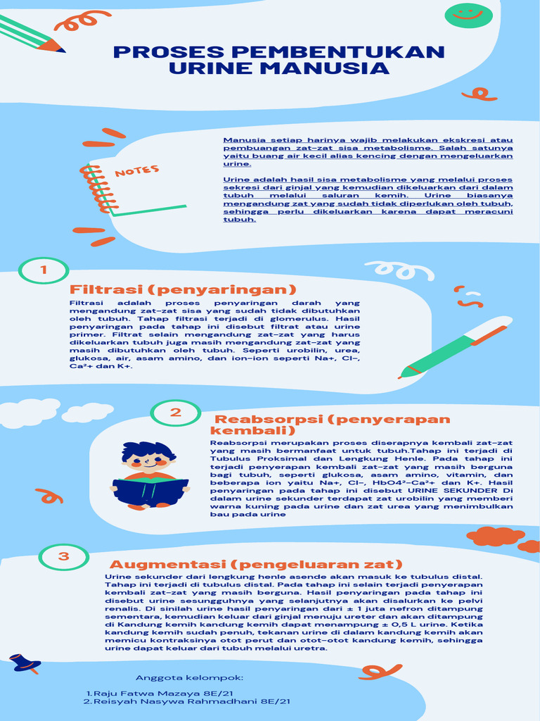Proses Pembentukan Urine Manusia | PDF