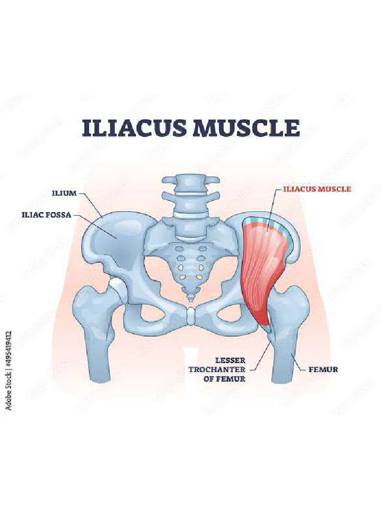 Ischial Muscle | PDF