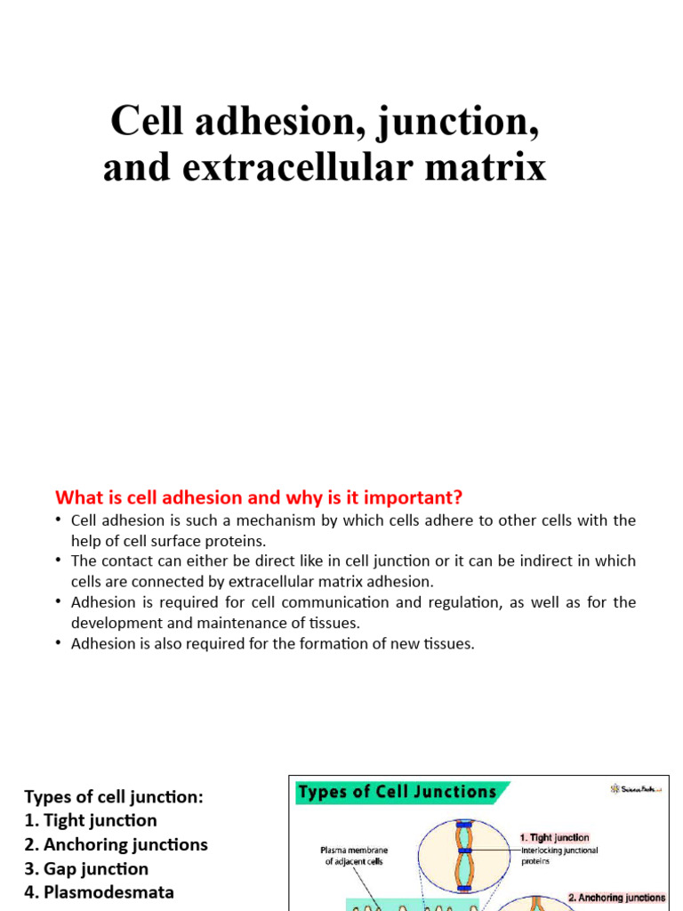 Cell Junction, Adhesion and Extracellular Matrix | PDF | Extracellular Matrix | Cell Adhesion
