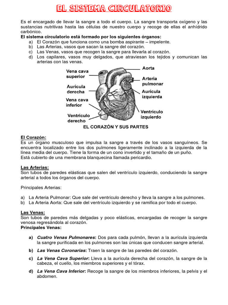 Sistema Circulatorio | PDF | Sistema circulatorio | Corazón