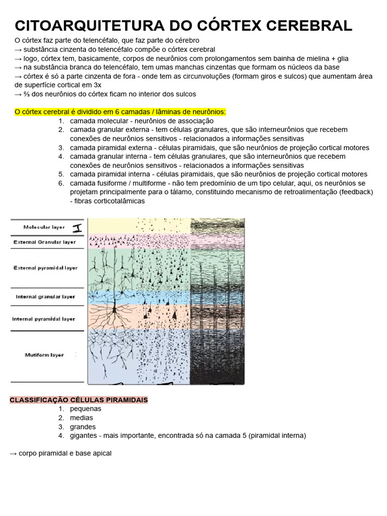Córtex | PDF | Córtex cerebral | Cérebro