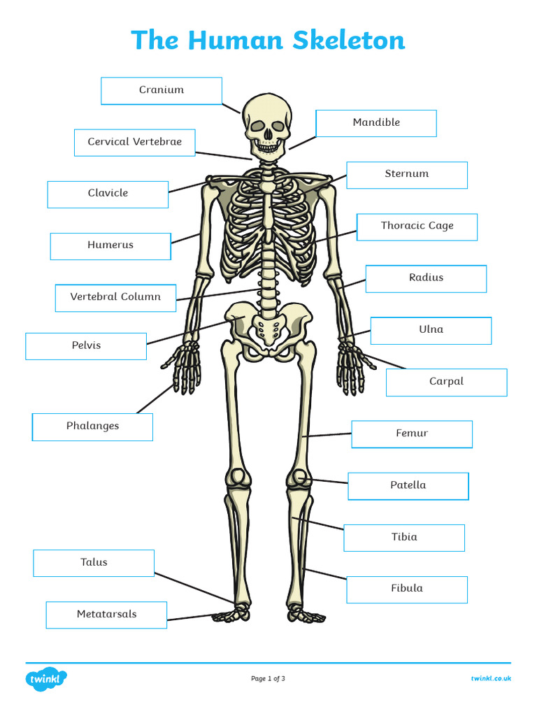 Anatomy: Human Skeleton Basics | PDF | Science & Mathematics | Young Adult