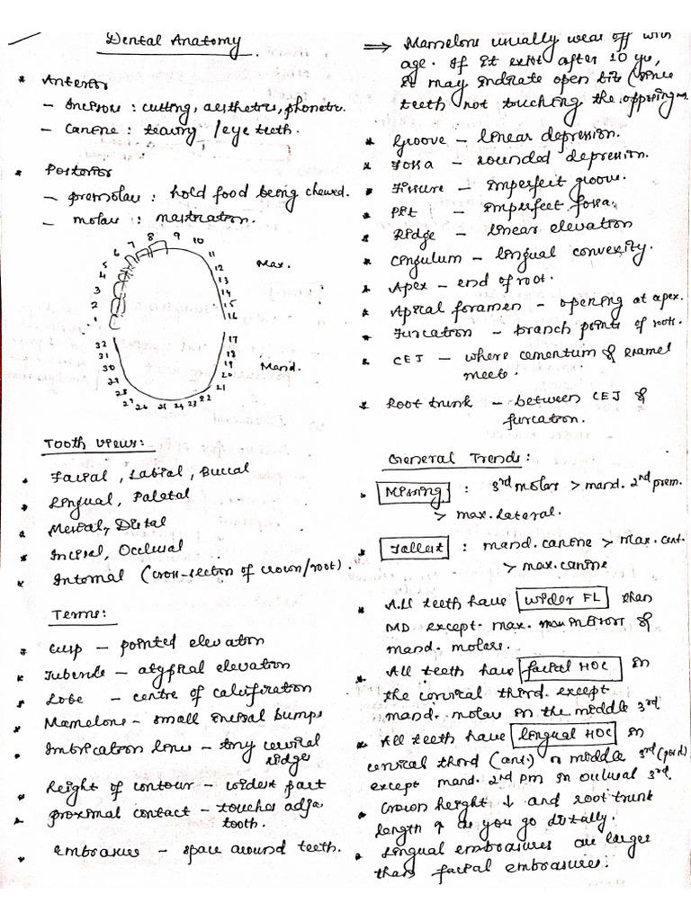 Dental Anatomy | PDF