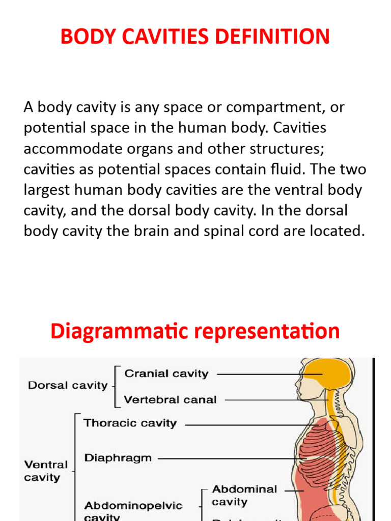 Body Cavities PPT & Anatomical System | PDF | Human Body | Animal Anatomy