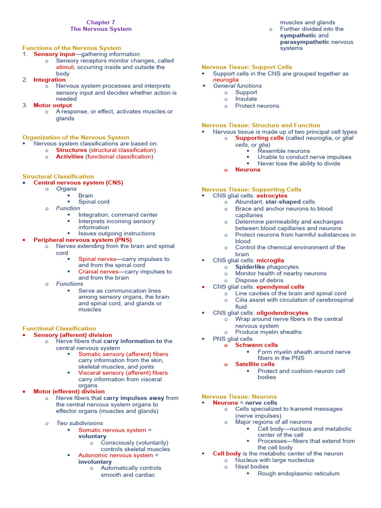 Pearson Nervous System Reviewer | PDF | Axon | Neuron