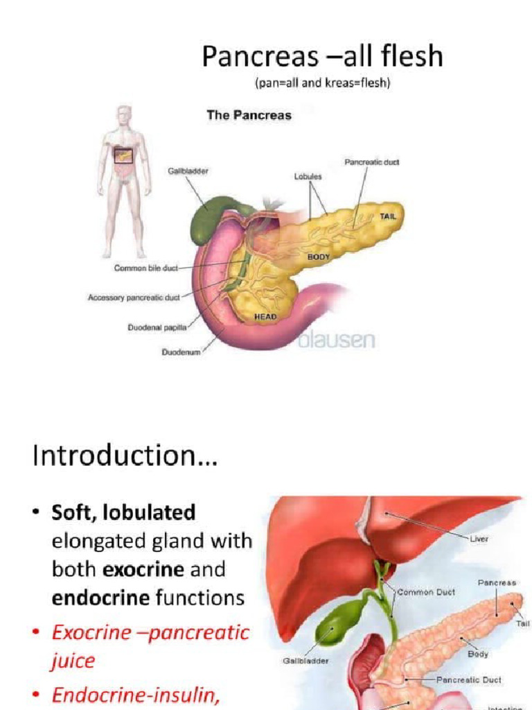 Pancreas | PDF