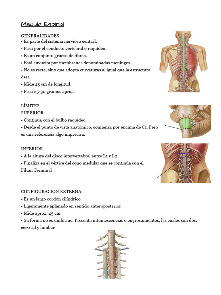 Configuración Externa de la Médula Espinal | PDF | Médula espinal ...