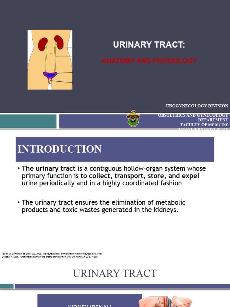 Urinary Tract Anatomy and Physiology | PDF | Kidney | Urination