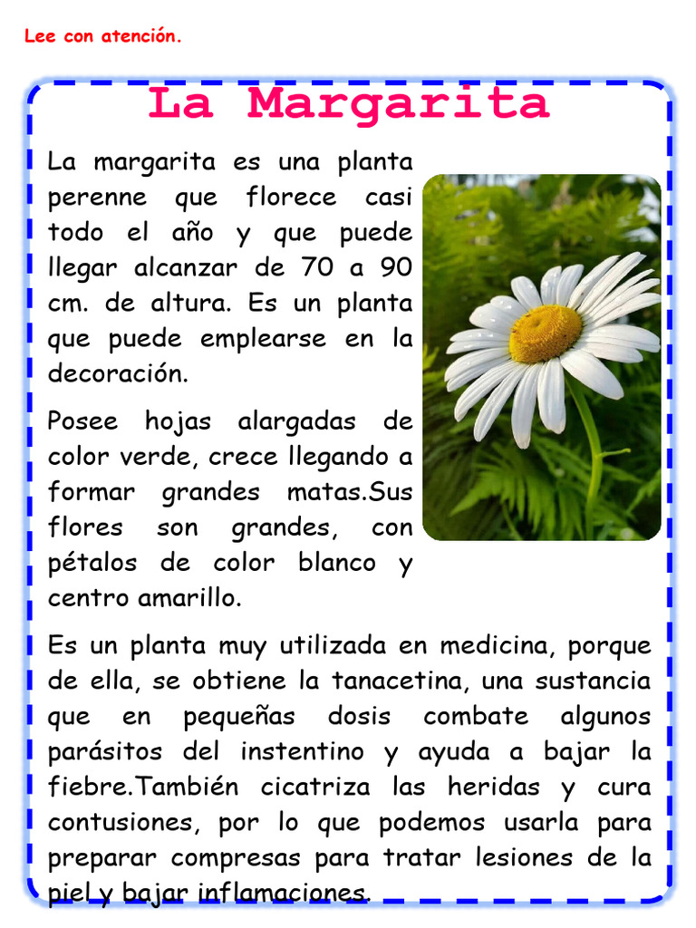 La Margarita | PDF | Hogar y jardín