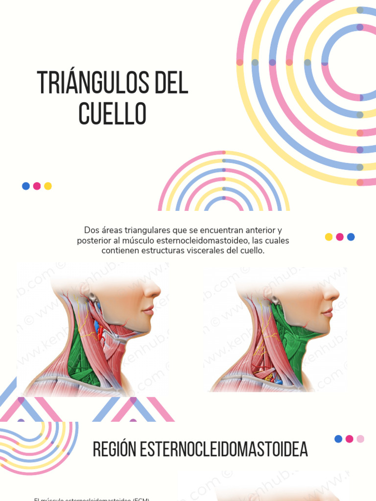 Triangulos del Cuello | PDF | Sistema musculoesquelético | Anatomía