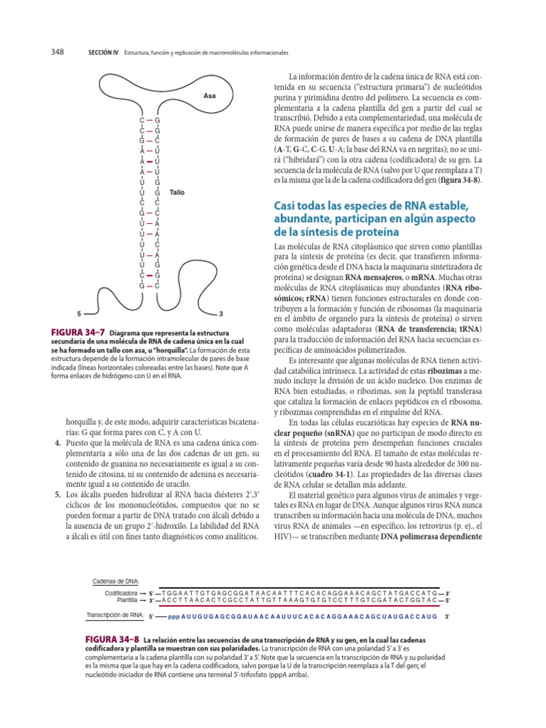 Harper Bioquimica Ilustrada Pdf Rna Messenger Rna