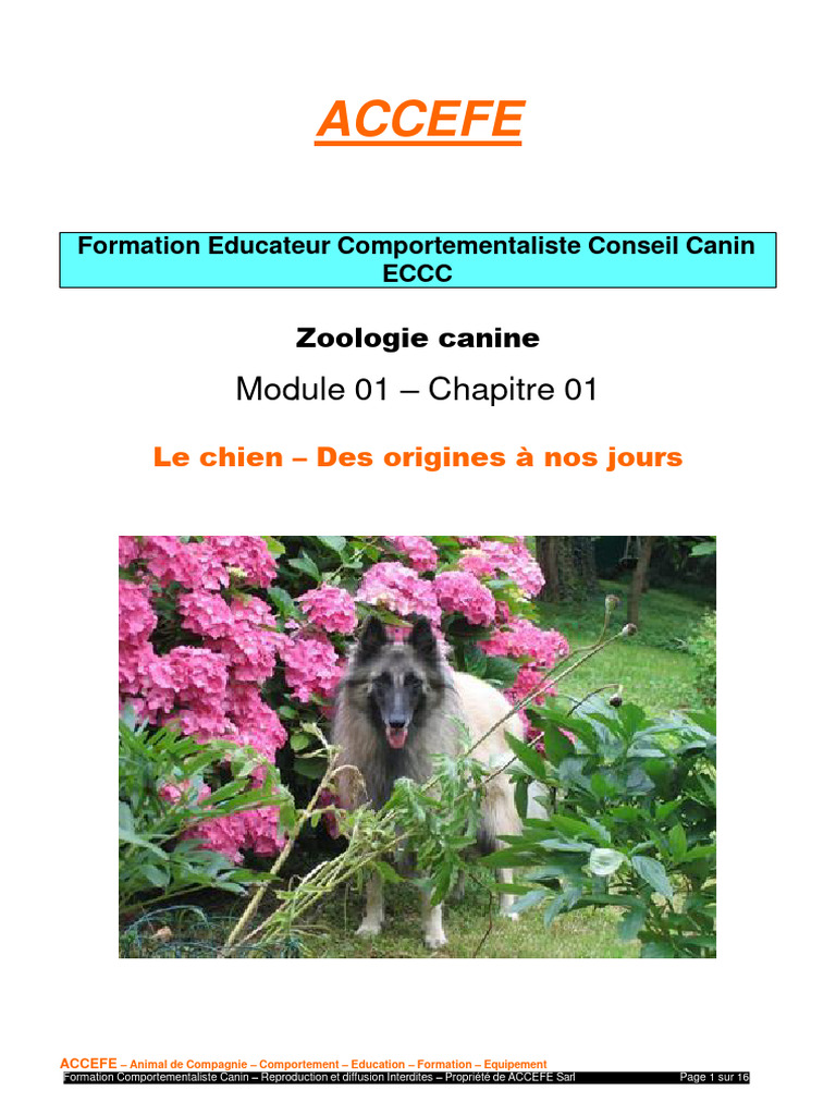 Module01 Chapitre01 | PDF | Chiens | Canidés