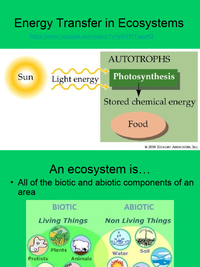 Energy Transfer in Ecosystems | Download Free PDF | Food Web | Ecosystem