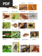 Vocabulario Insectos | PDF