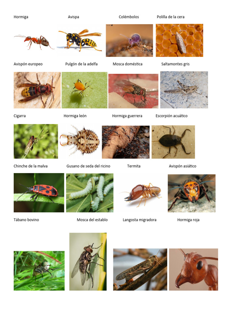 100 Insectos con Nombres y Fotos | PDF