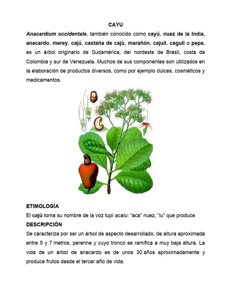 Cayu | PDF | Hogar, jardinería y bricolaje | Tecnología