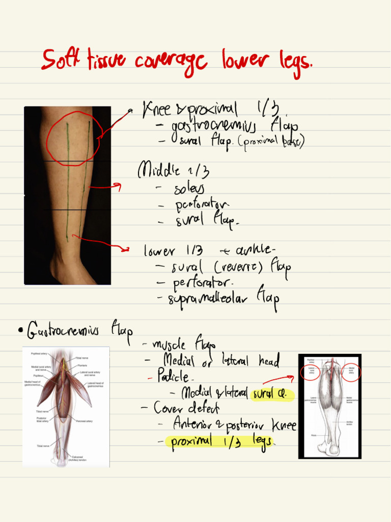 การบ้าน Flap Coverage Lower Legs | PDF | Anatomical Terms Of Location ...