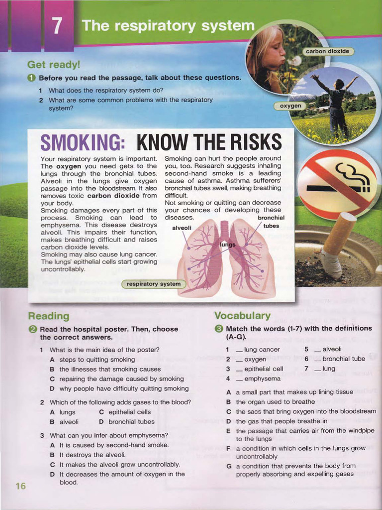 Lesson 7 The Respiratory System | PDF | Lung | Respiratory System