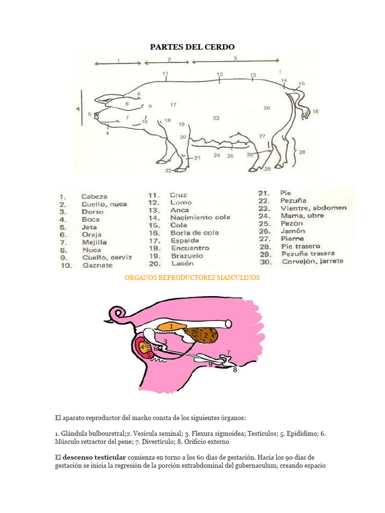 Organos Reproductores Masculinos Del Cerdoi | PDF | Ovario | Sistema ...