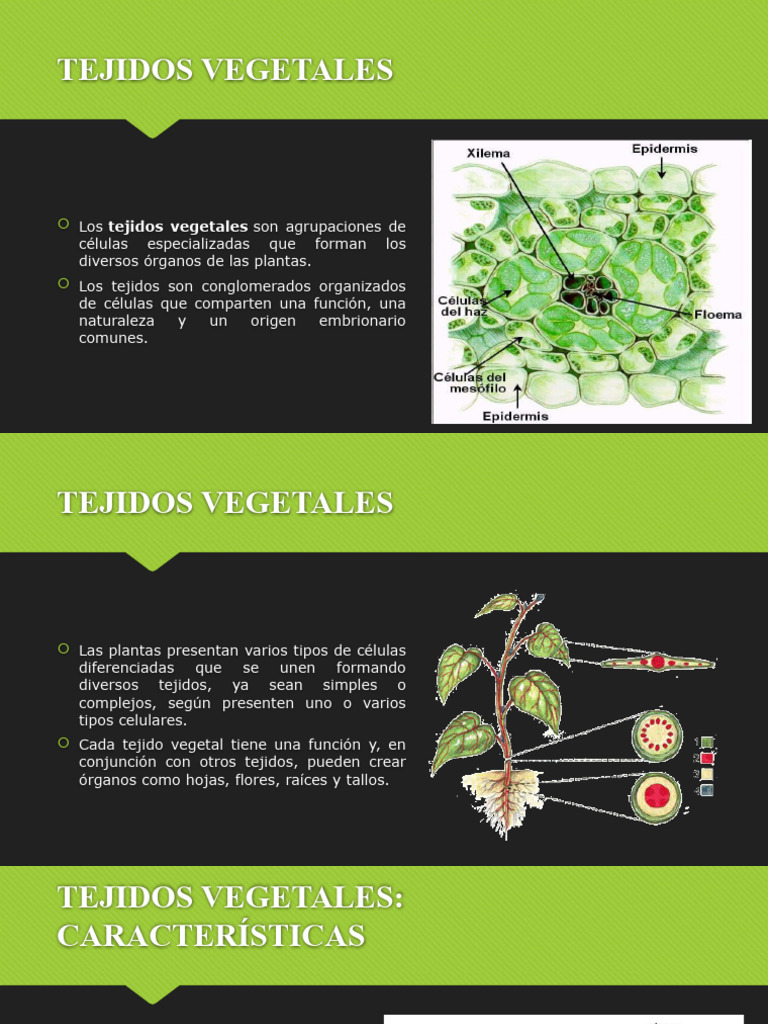 Sesion 7 - TEJIDOS VEGETALES | PDF | Tallo de la planta | Plantas