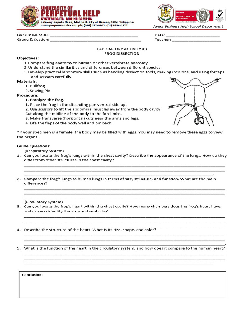Frog Dissection: Anatomy Comparison Lab | PDF | Heart | Frog