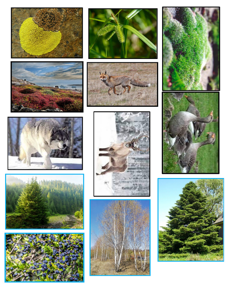 Tundra - Taiga | PDF