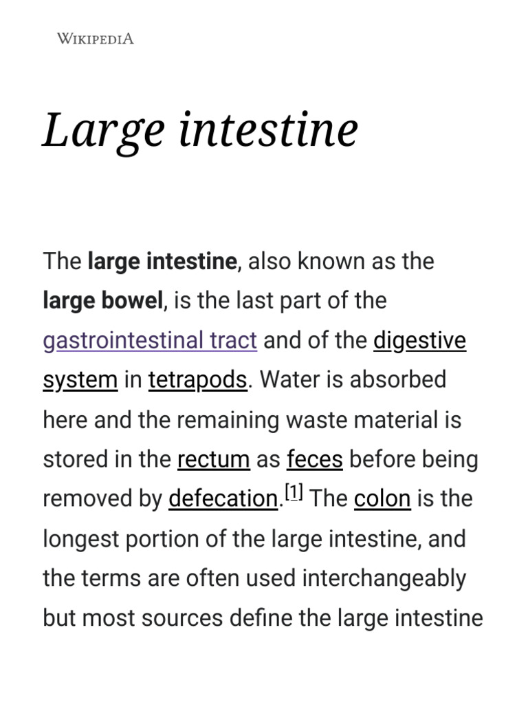 Anatomy and Function of the Large Intestine | PDF | Large Intestine ...