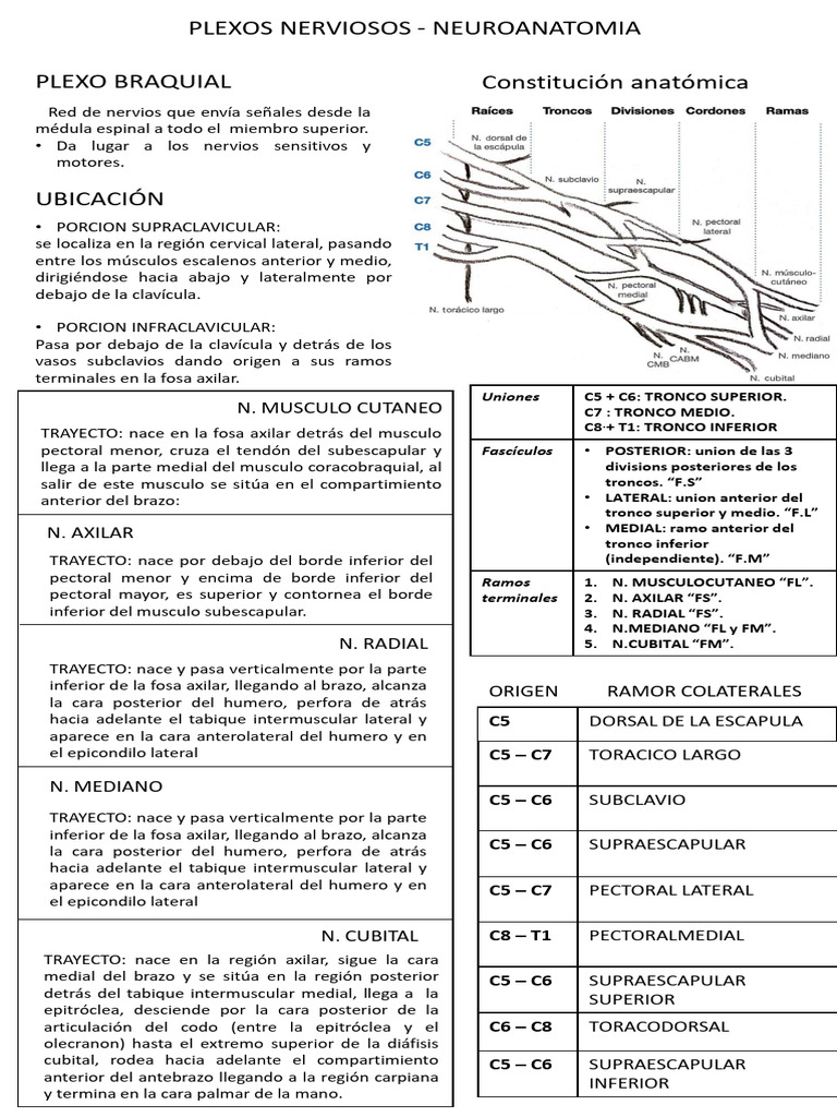 PLEXOS NERVIOSOS. | PDF | Neuroanatomía | Anatomía del miembro inferior