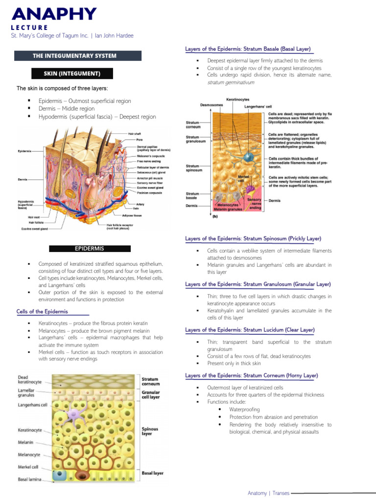 Integumentary System - Transes 1 | PDF | Skin | Epidermis