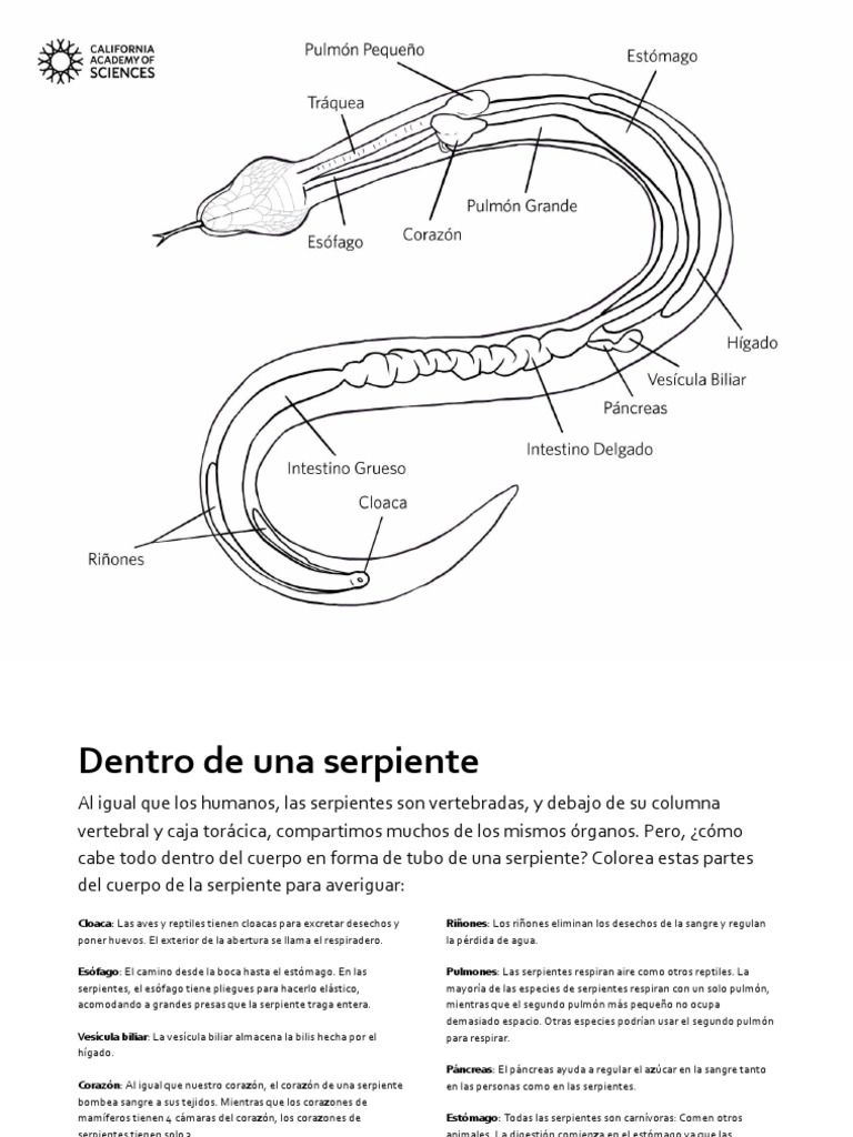 Sah Snakes Inside A Snake Spanish 210722 | PDF