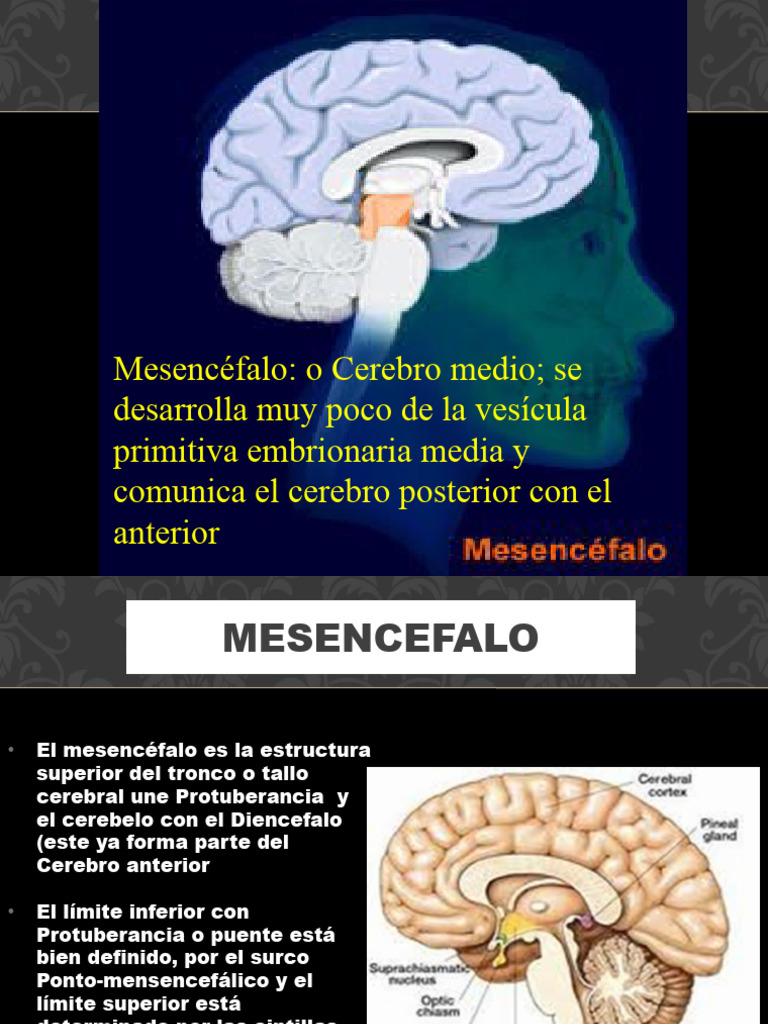 Mesencefalo y Diencéfalo DR HZ | PDF | Hipotálamo | Tálamo