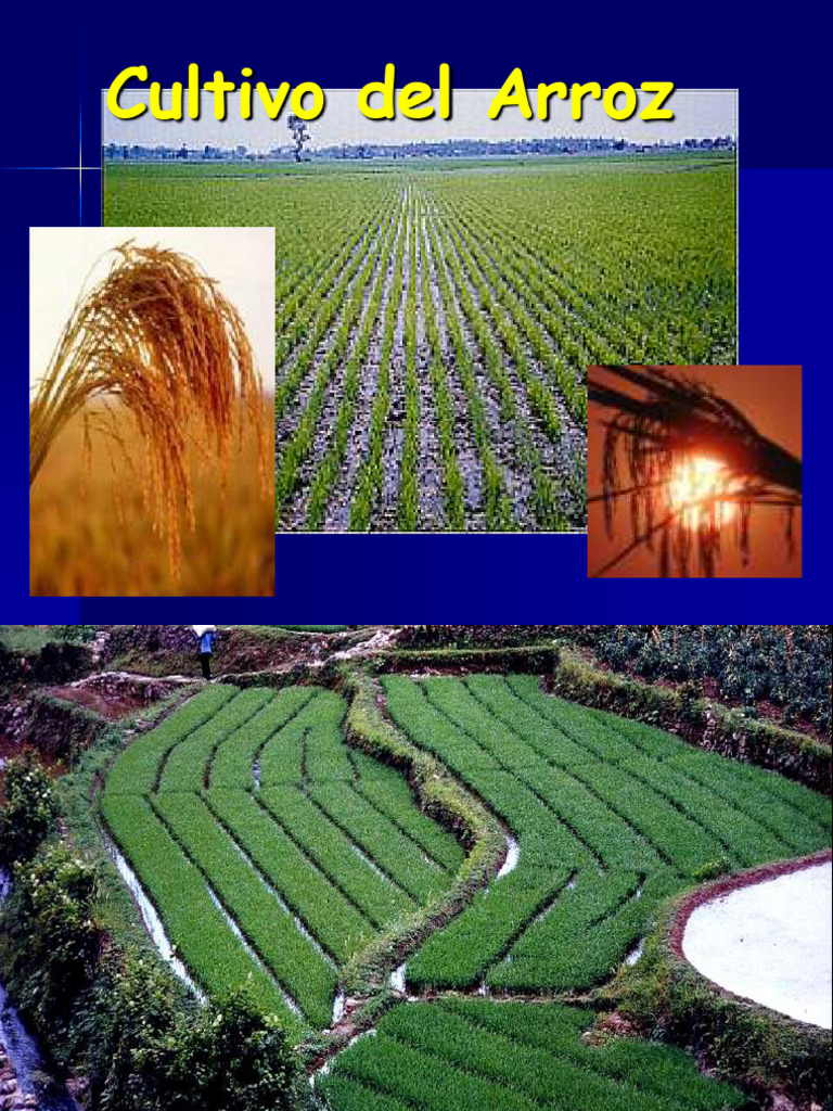 Cultivo Del Arroz 2023 | PDF | Arroz | Plantas