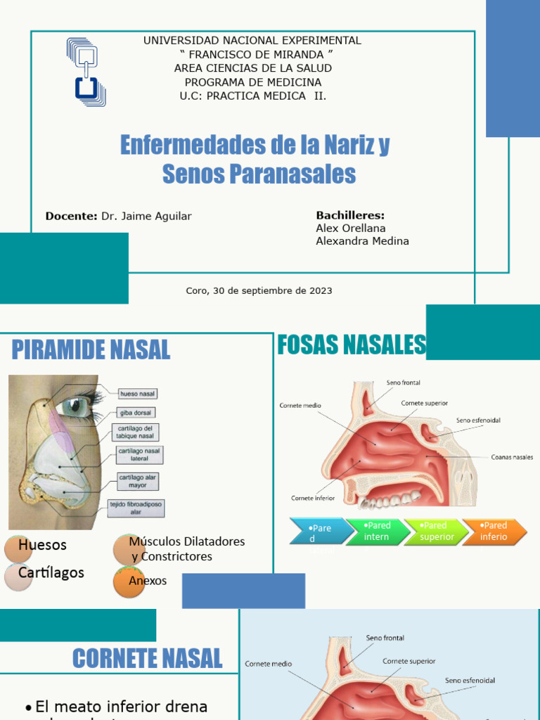 Enfermedades de La Nariz y Senos Paranasales | PDF | Alergia | Cabeza y cuello humanos